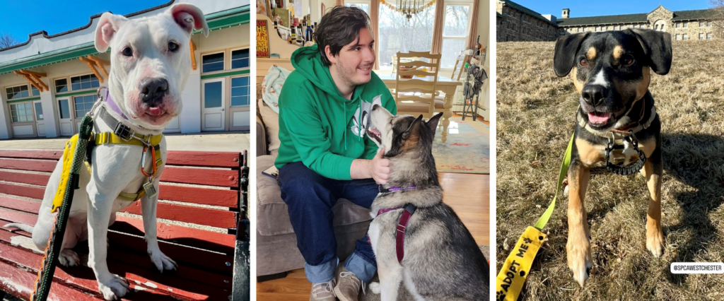 Dog Day Out - SPCA Westchester, New York