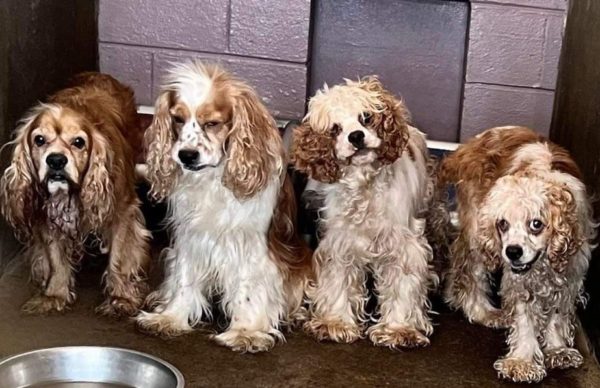 4 cocker spaniels back yard breeder - SPCA Westchester, New York