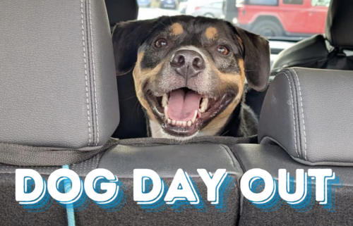 Dog Day Out - SPCA Westchester, New York