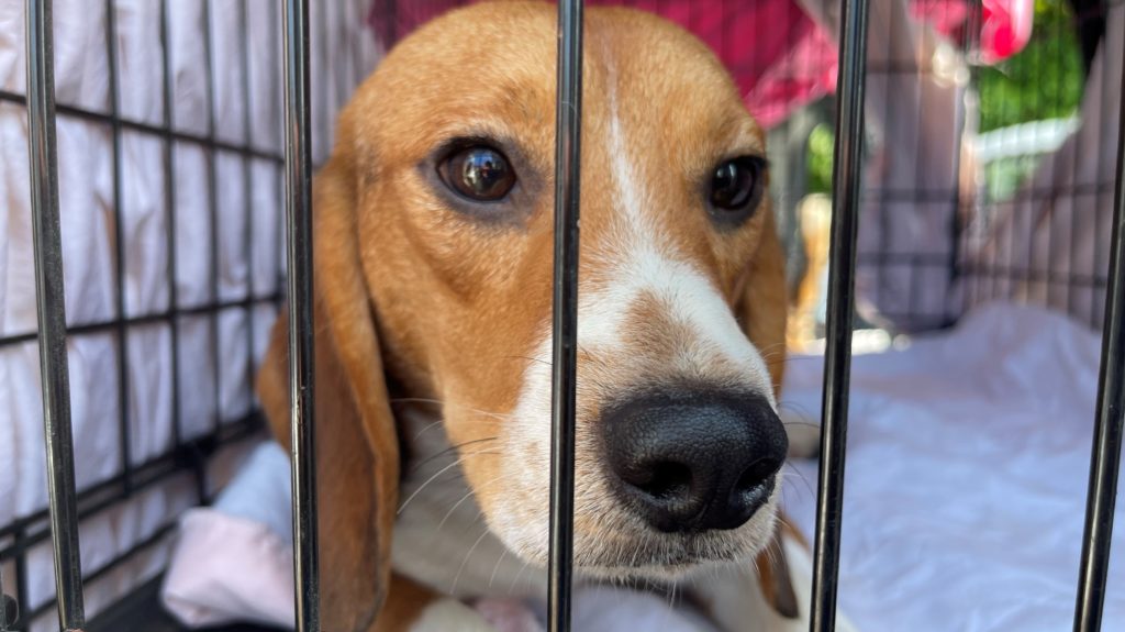 Home - SPCA Westchester, New York