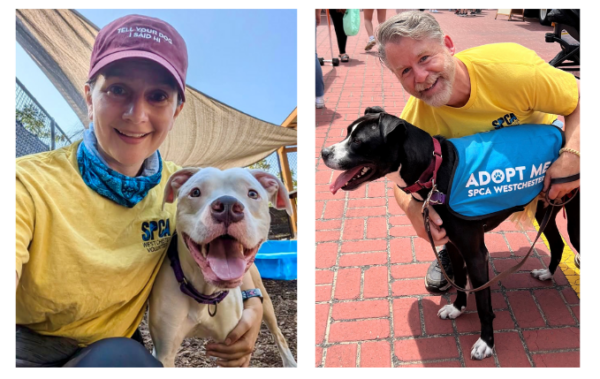 Dog Day Out - SPCA Westchester, New York