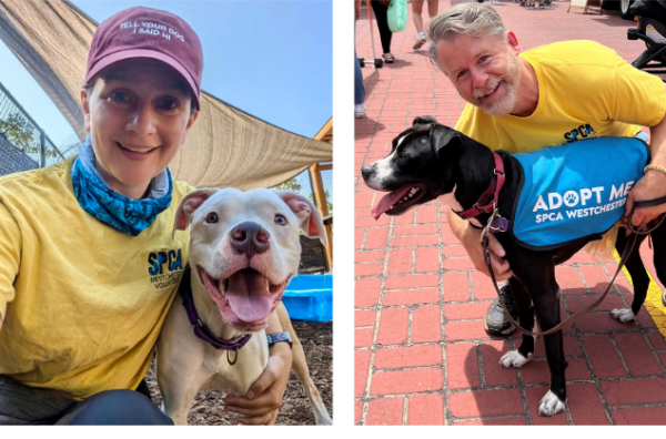 Dog Day Out | Animal Rescue | White Plains, NY