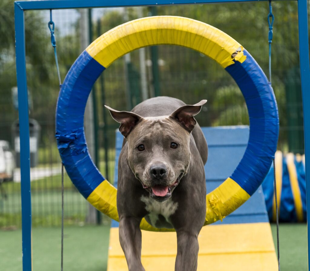 Dog Adoption | SPCA Westchester | Westchester County, NY