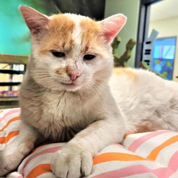 - SPCA Westchester, New York
